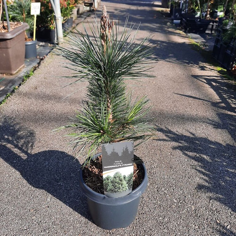 Pinus Vanderwolfs Pyramid 30 cm