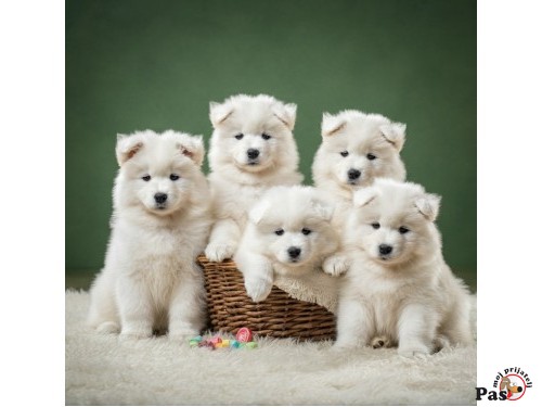 Samojed