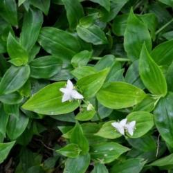 Tradescantia fluminensis