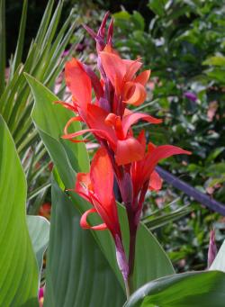 Kane (Canna Indica)