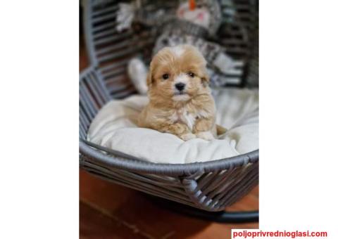 Prodajem preslatke stence maltipoo