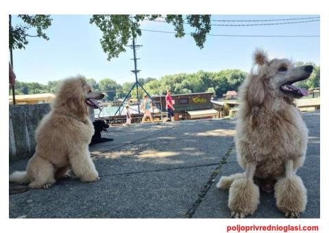 Kraljevska Aprikot Pudla štenci