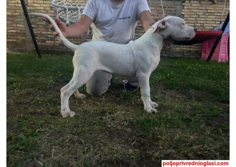 Na prodaju zenkica dogo argentino stara 5 meseci