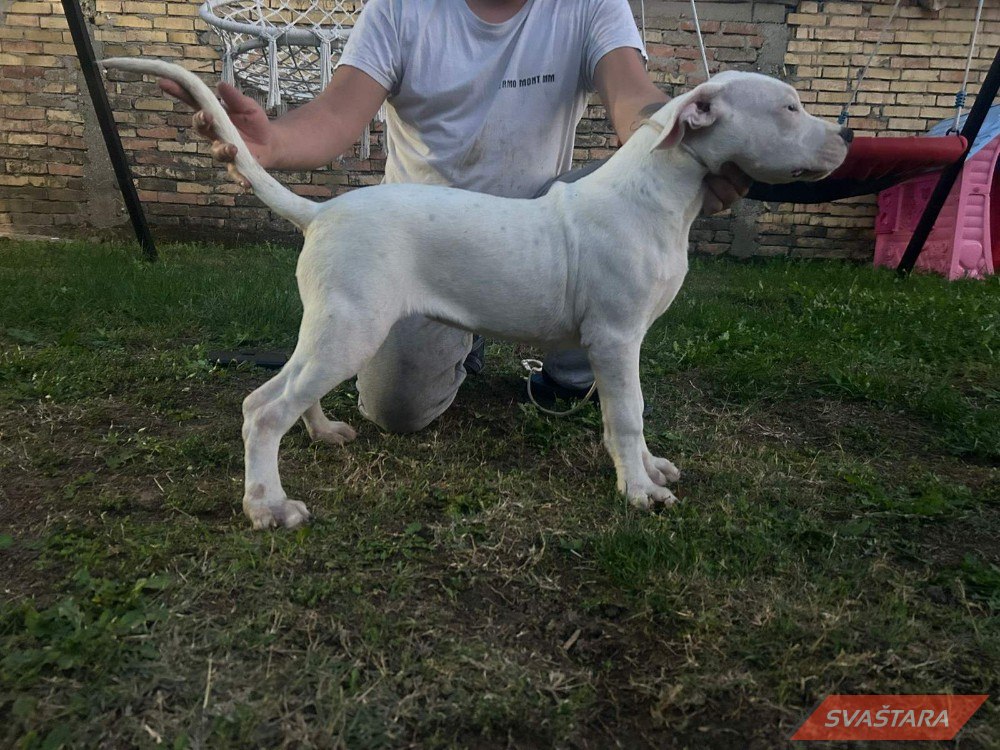 Na prodaju zenkica dogo argentino stara 5 meseci