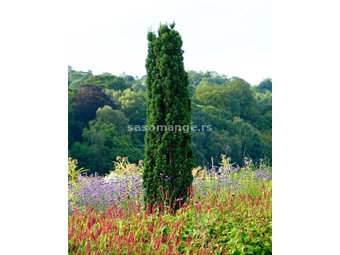 Stubasta tisa - Taxus baccata 'Fastigiata'