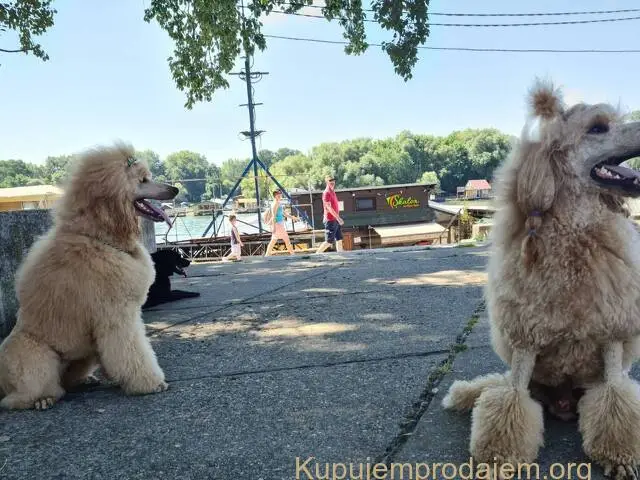 Kraljevska Aprikot Pudla štenci