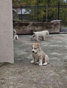 Na prodaju štenci srednjeazijskog ovčara zom i