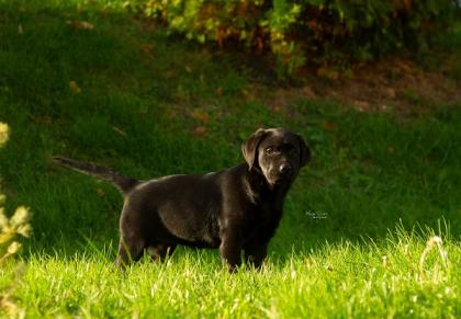 LABRADOR RETRIVER ŠTENCI