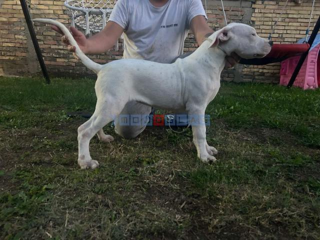 Na prodaju zenkica dogo argentino stara 5 meseci