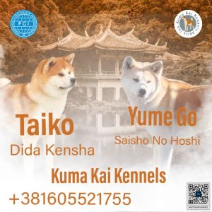 Akita Inu