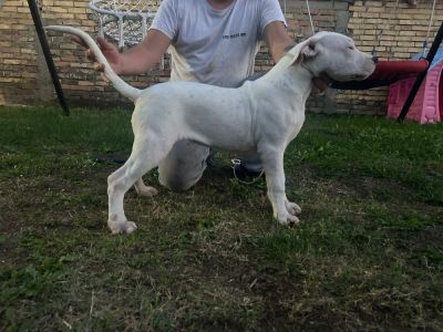 Na prodaju zenkica dogo argentino stara