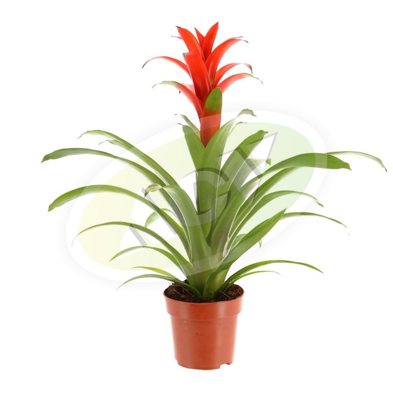 GUZMANIA U SAKSIJI