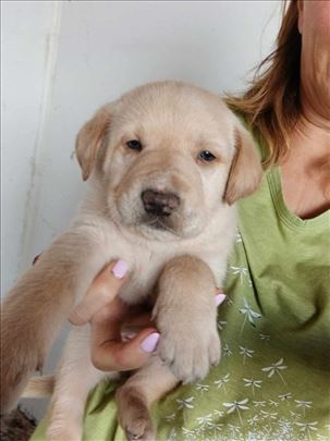 Labrador retriver, štene