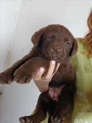 Labrador retriver, štene