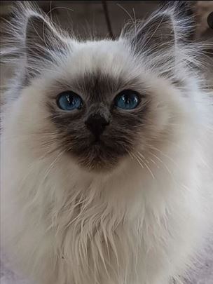 Ragdoll, mače