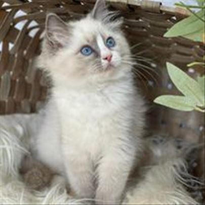 Ragdoll , mače