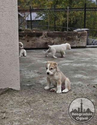 Na prodaju štenci srednjeazijskog ovčara