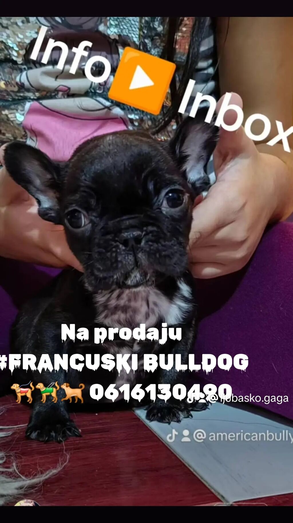 Na prodaju #FRANCUSKI BULLDOG   ‍