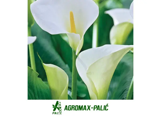 Calla Zantedeschia aethiopica 1/1