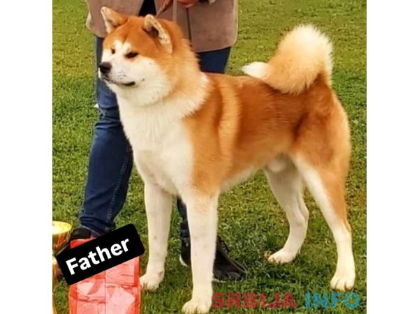 Akita Inu