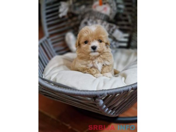 Prodajem preslatke stence maltipoo