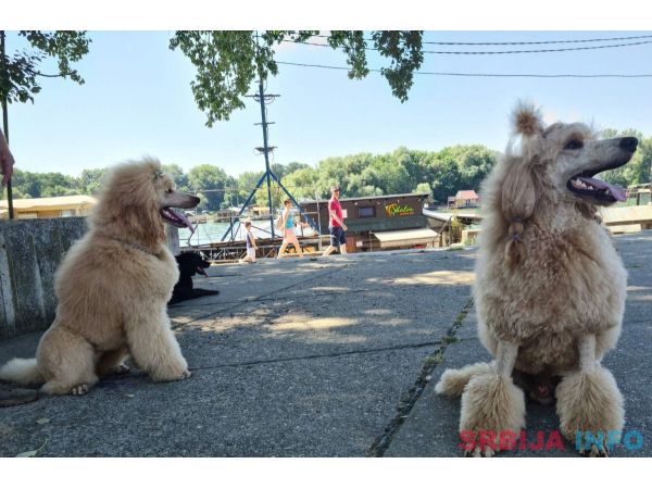 Kraljevska Aprikot Pudla štenci