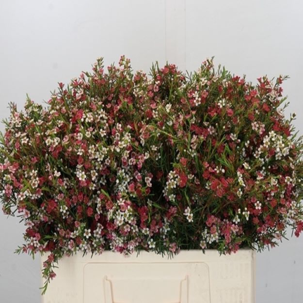 Waxflower my sweet