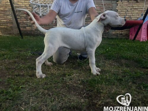 Na prodaju zenkica dogo argentino stara 5 meseci