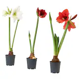 HIPPEASTRUM