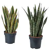 SANSEVIERIA