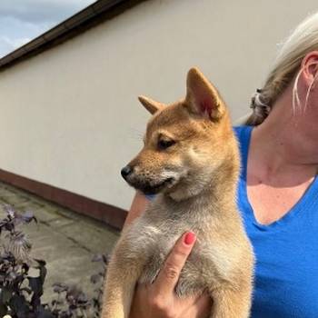 Shiba inu štenci ❲ 350 EUR ❳