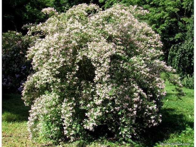 Kolkwitzia amabilis 30 semena