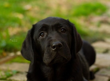 Labrador Retriver štenci