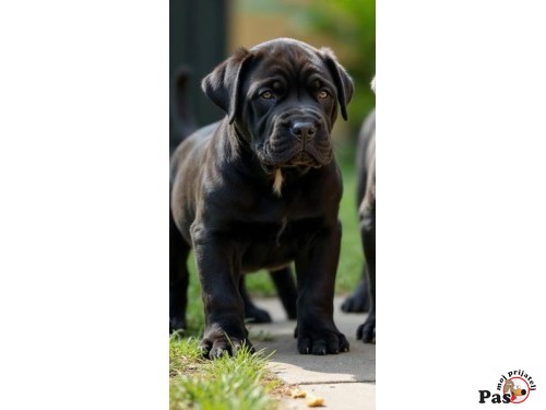 Cane Corso