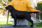 Labrador Retriver štenci ženkice