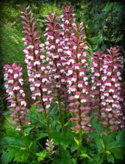 Acanthus mollis (seme)