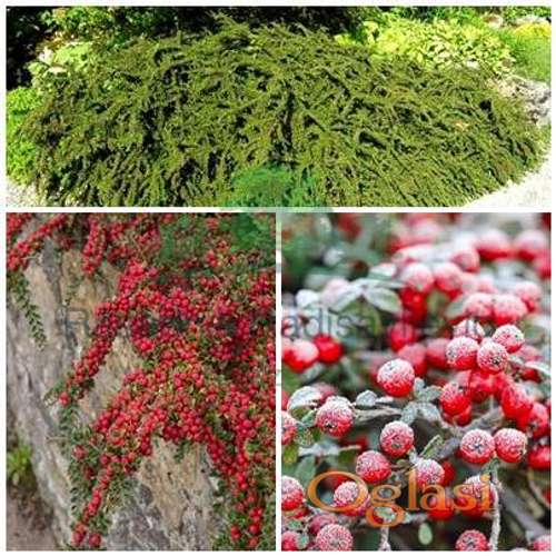 Kotoneaster medonosno (Cotoneaster horizontalis) sadnice