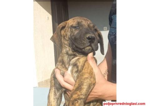 Presa Canario prelepi štenci