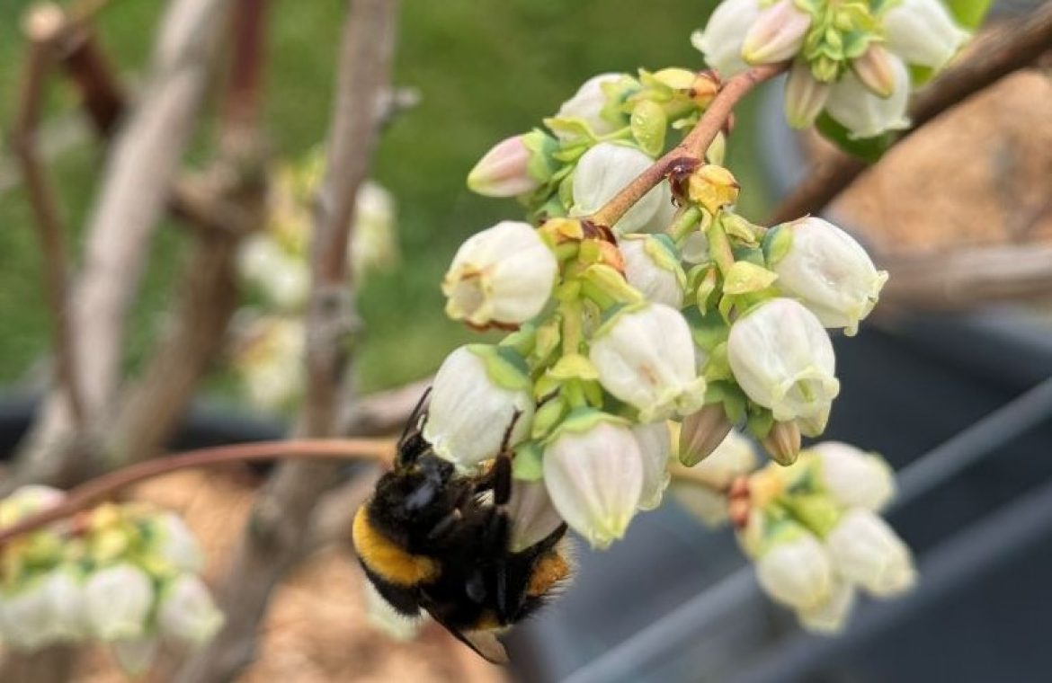 Plantaža borovnica Žutić