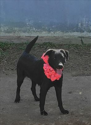 Labrador retriver, štene