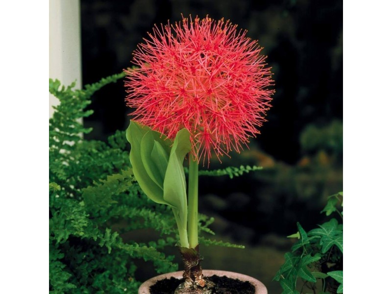 VATRENA LOPTA SCADOXUS MULTIFLORUS