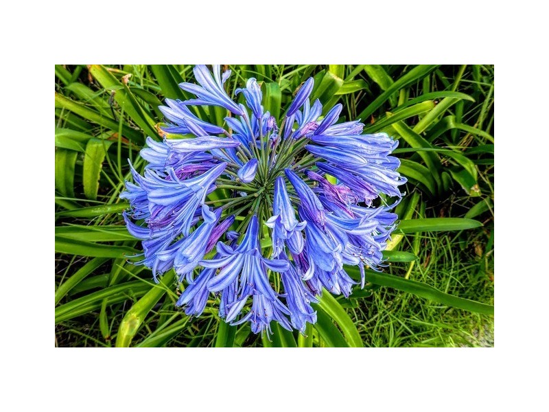 AFRIČKI LJILJAN Agapanthus afrcanus