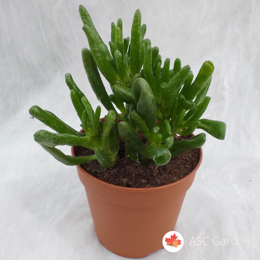 Crassula ovata – Parica 20 cm