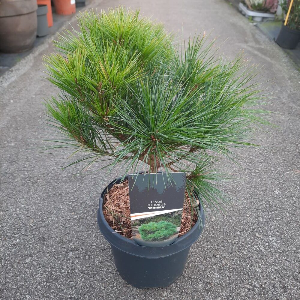 Pinus strobus Minima 30 cm