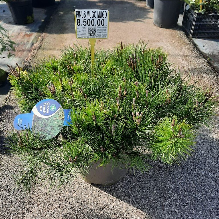 Pinus mugo Mughus 50 cm