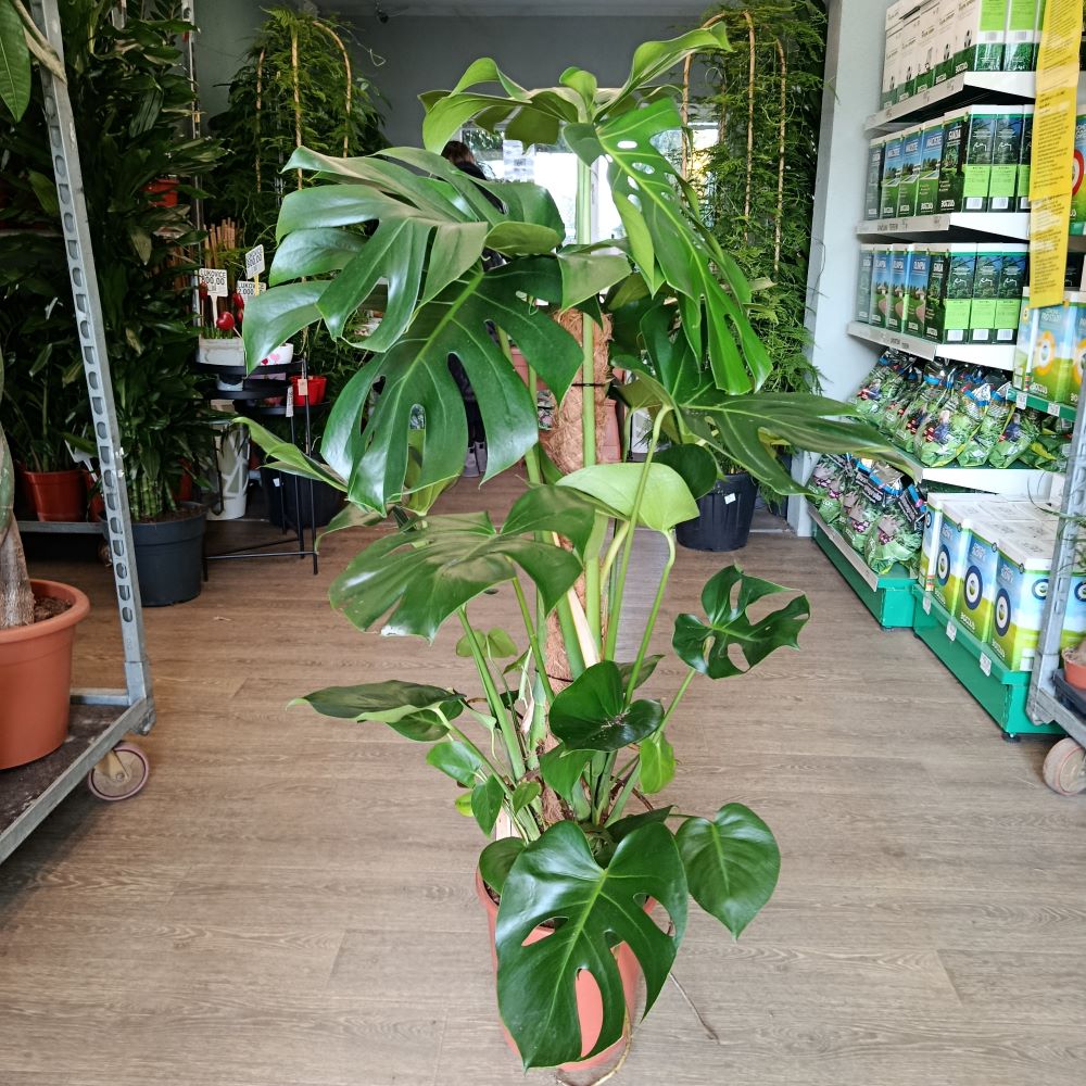 Monstera deliciosa- Monstera 130 cm