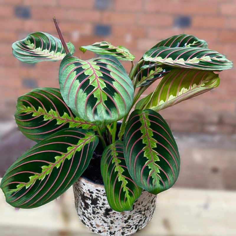 Maranta