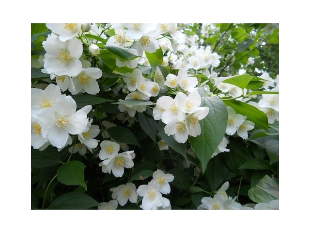 Pajasmin - Philadelphus coronarius (seme)