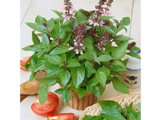 Bosiljak sa mirisom cimeta (seme) Cinnamon basil