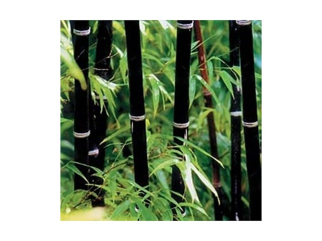 Phyllostachys nigra (seme) Crni bambus